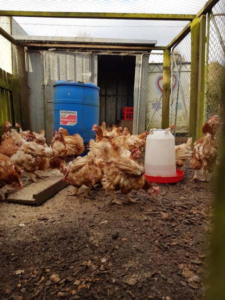Colony cage hen rescue - Free As a Bird Rescue - We Rescue ...
